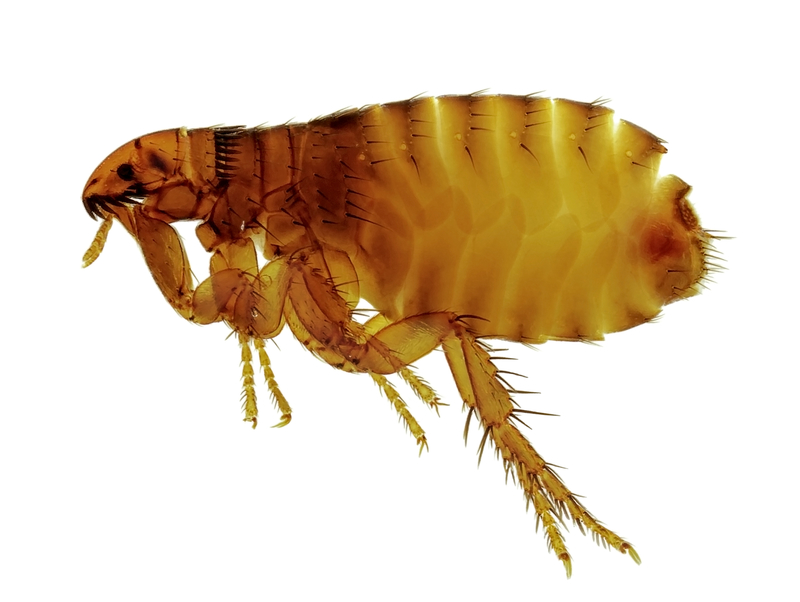 Second Arizona County Finds Fleas Infected With the Plague - Truth And ...
