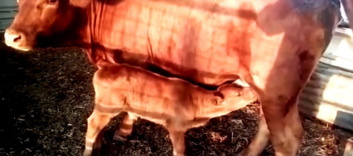 Bible Prophecy: First 'Red Heifer Born in 2,000 Years' - Page 2 of 2 ...